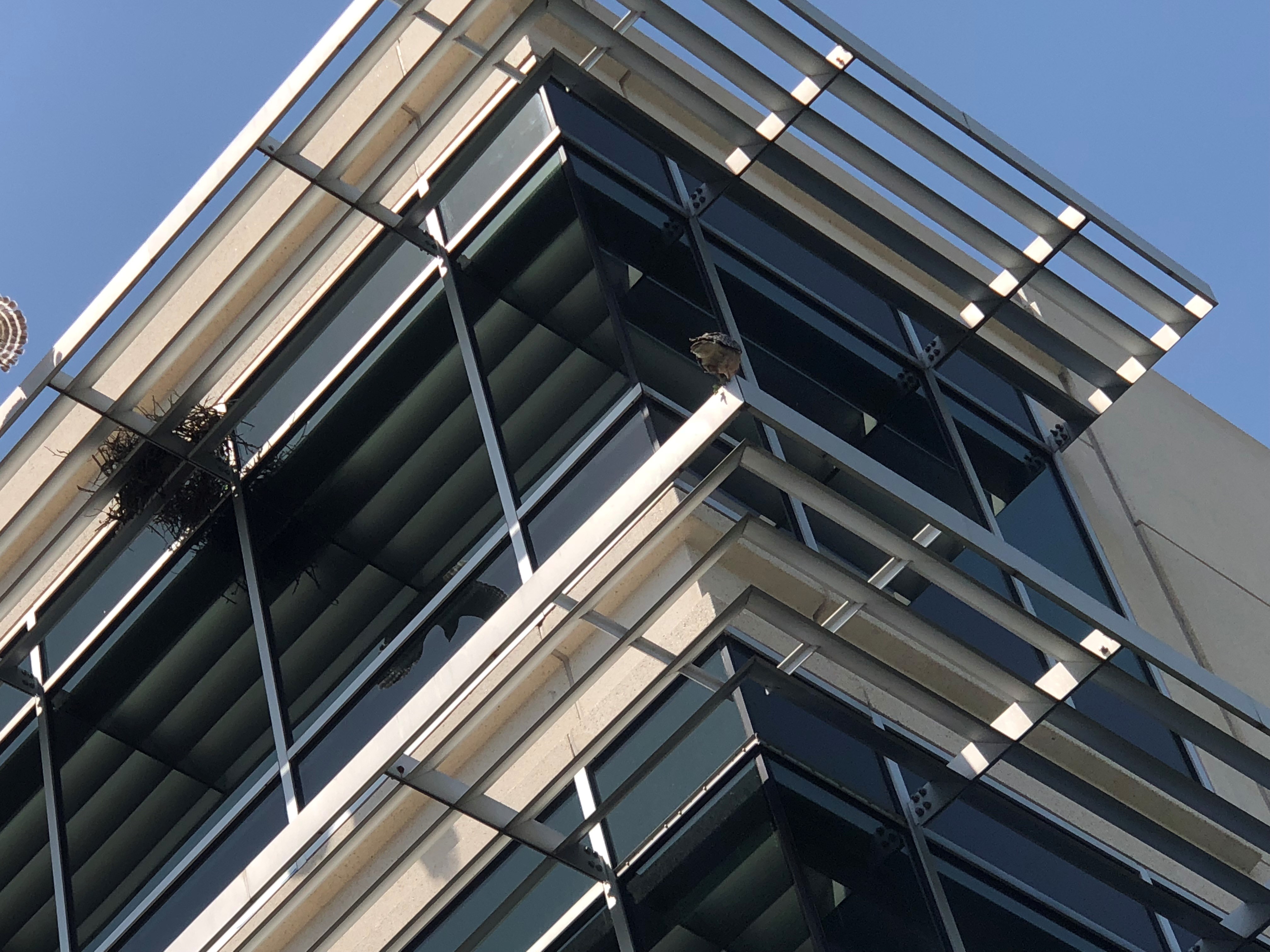 Urban Hawks – The Hermits' Rest