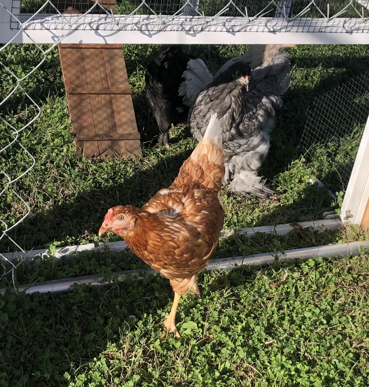 Ginger Hen Genetics – The Hermits' Rest