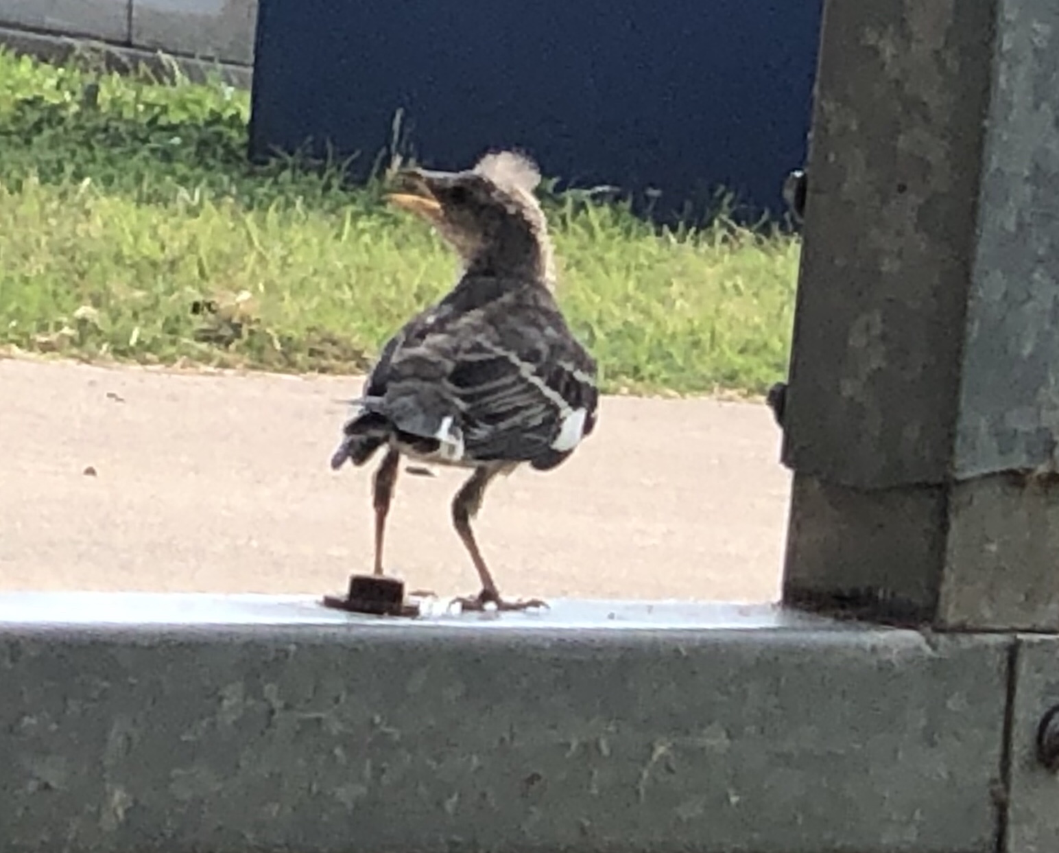 Mockingbird Family Matters – The Hermits' Rest