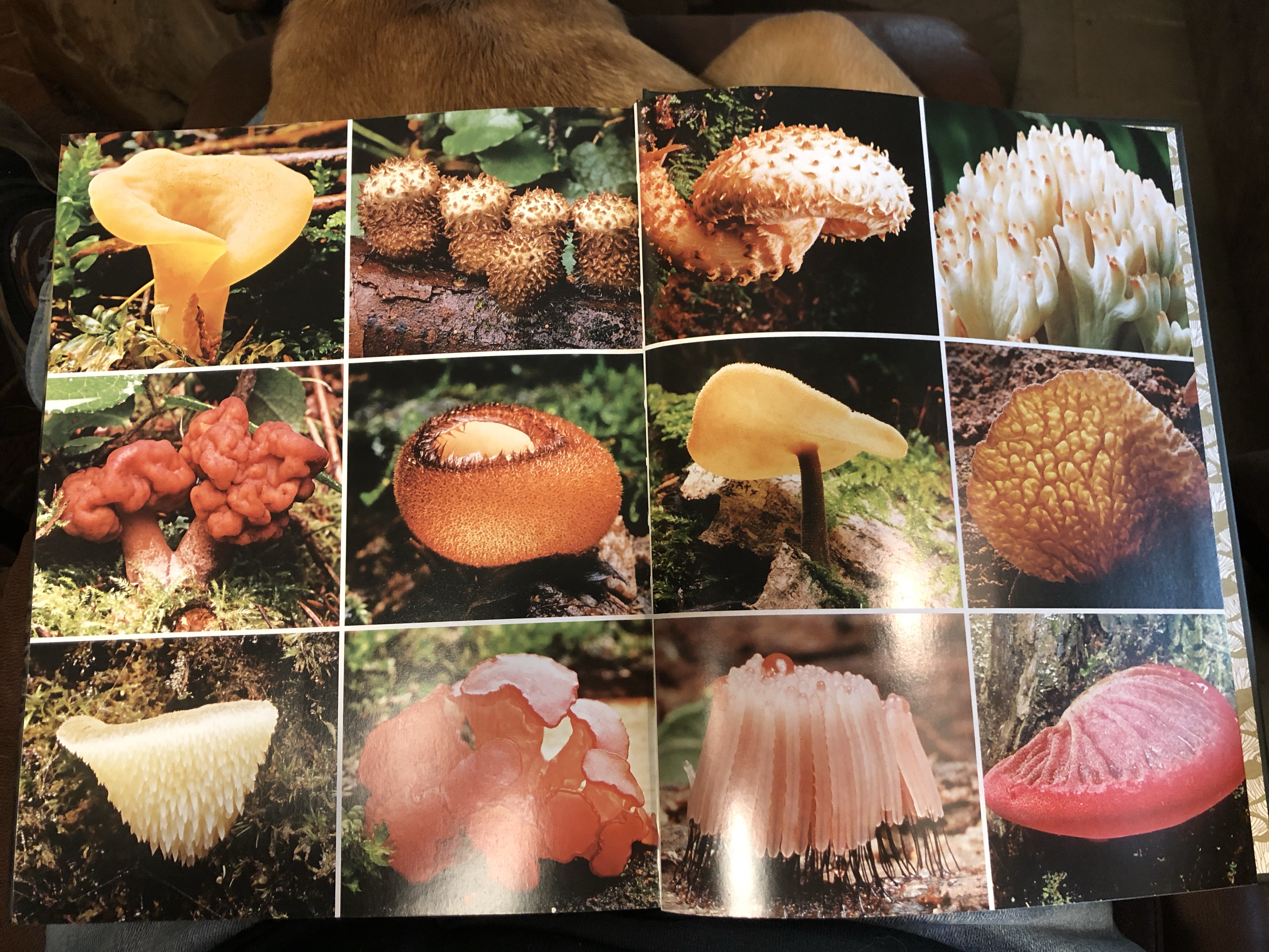 Book Report: Fantastic Fungi – The Hermits' Rest