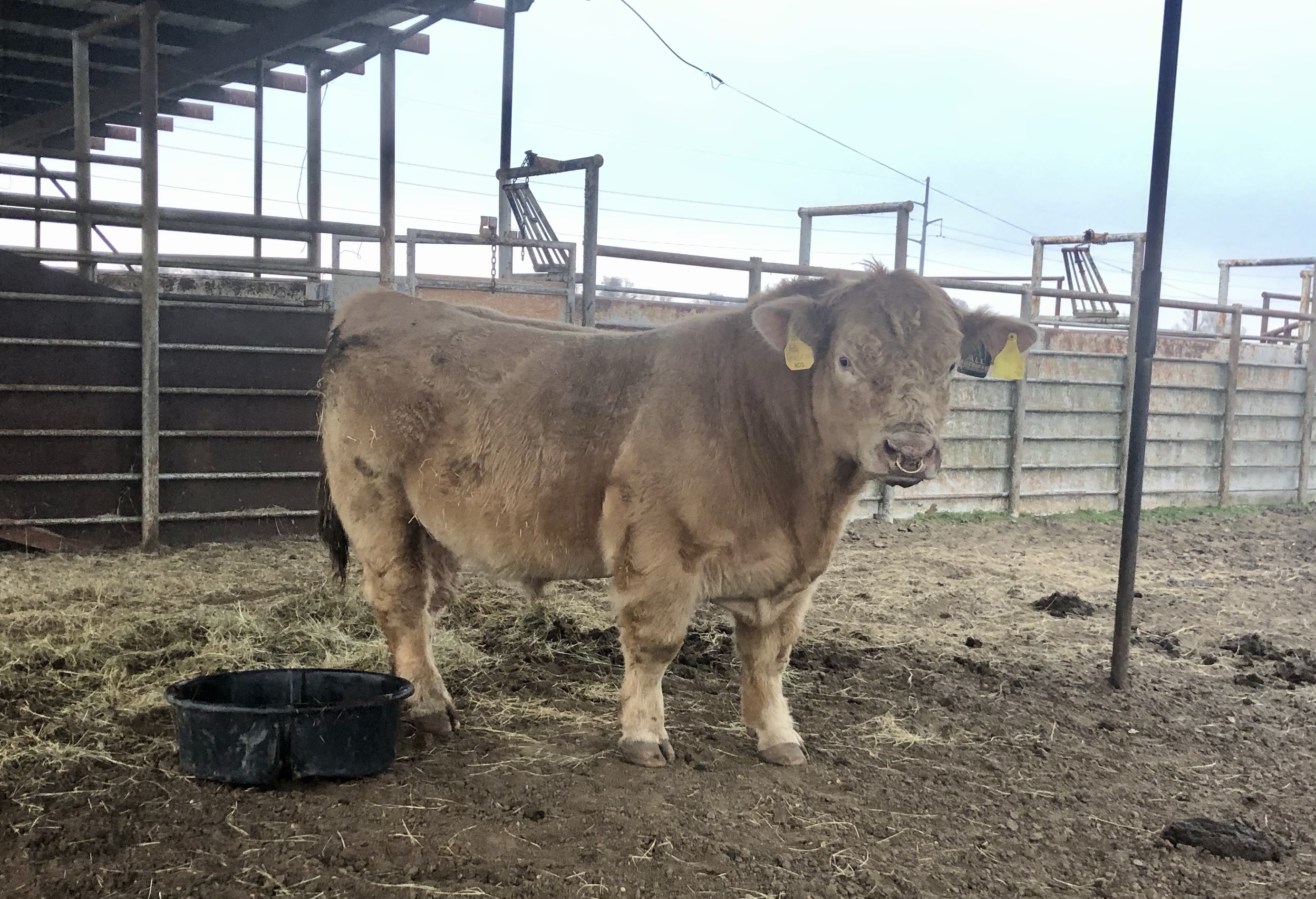 What’s Digging Up Dirt around Your Place (or a load of bull and dillo ...