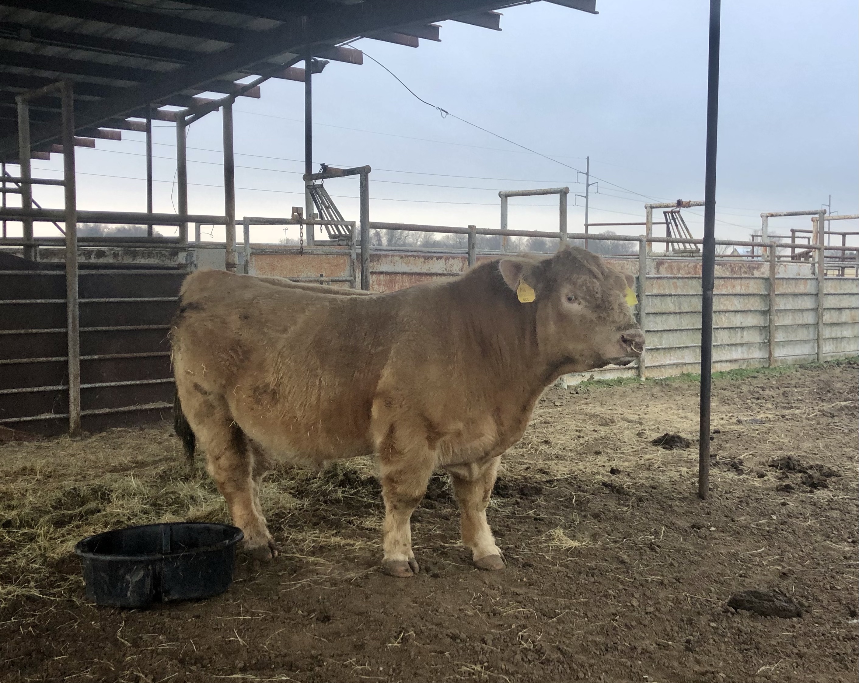 What’s Digging Up Dirt around Your Place (or a load of bull and dillo ...