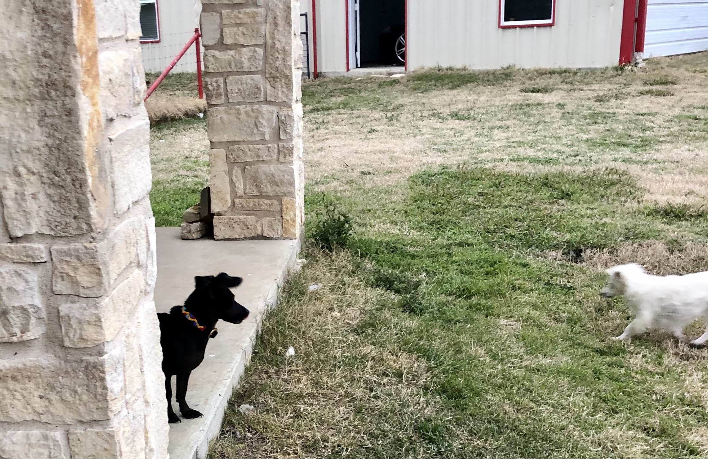 What’s Digging Up Dirt around Your Place (or a load of bull and dillo ...