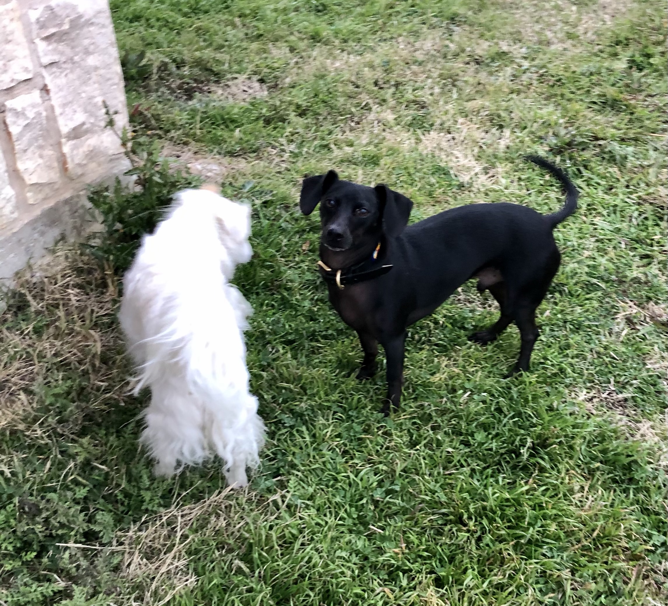 What’s Digging Up Dirt around Your Place (or a load of bull and dillo ...