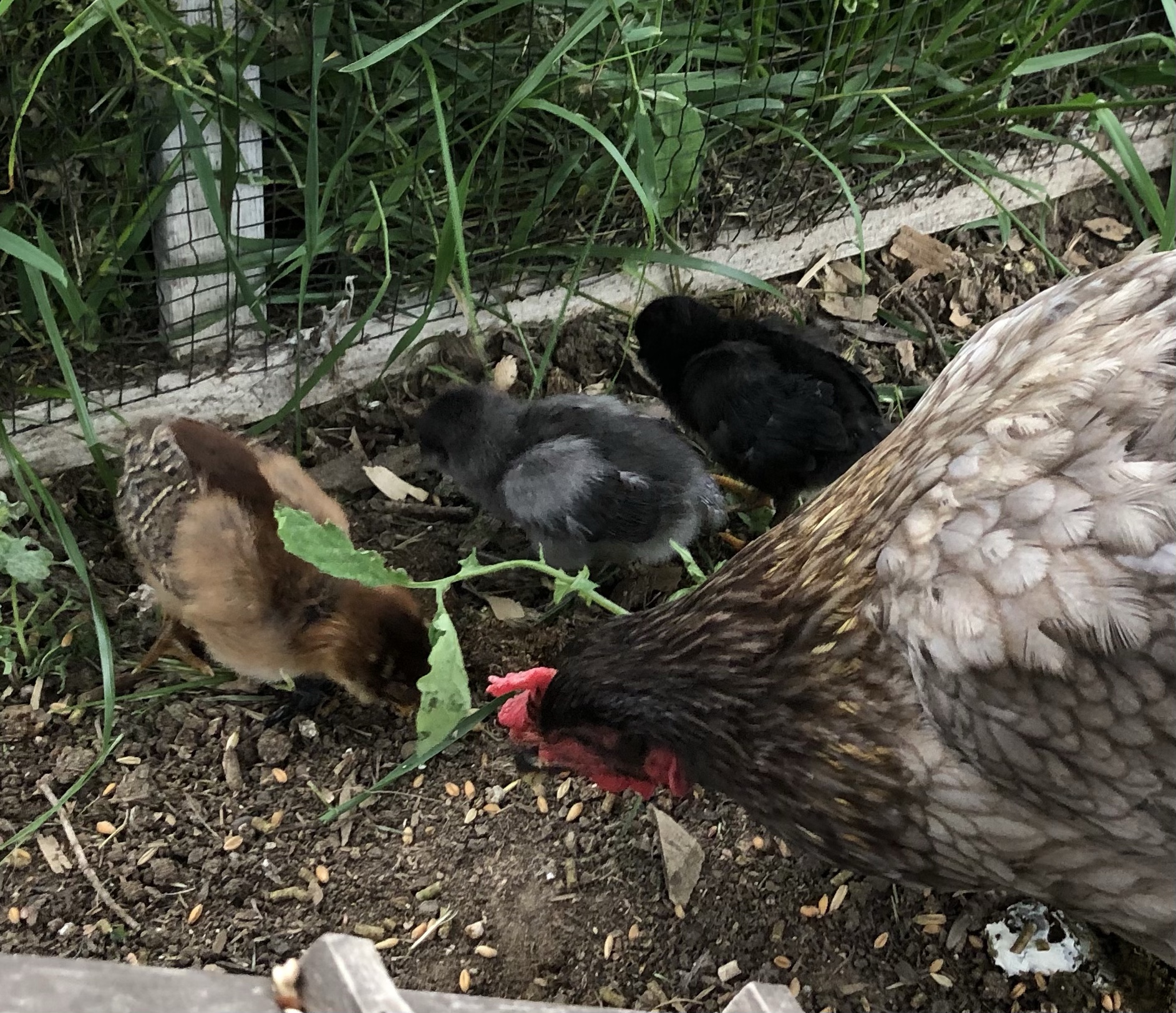 Chickie Birthday! – The Hermits' Rest