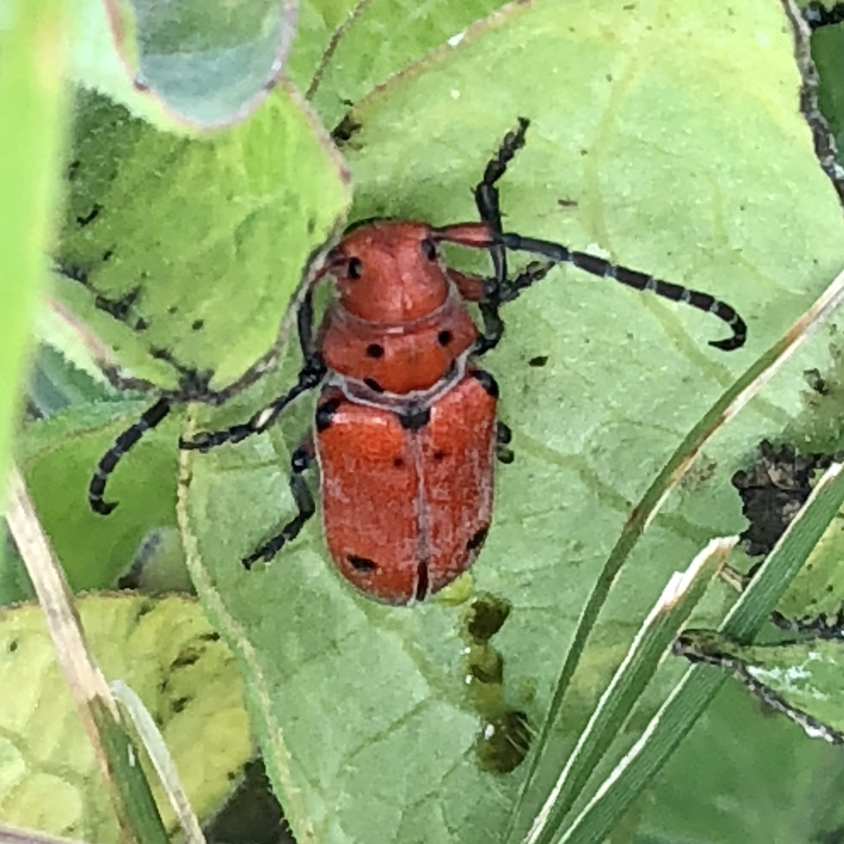 Sad Sombreros and Beautiful Beetles – The Hermits' Rest