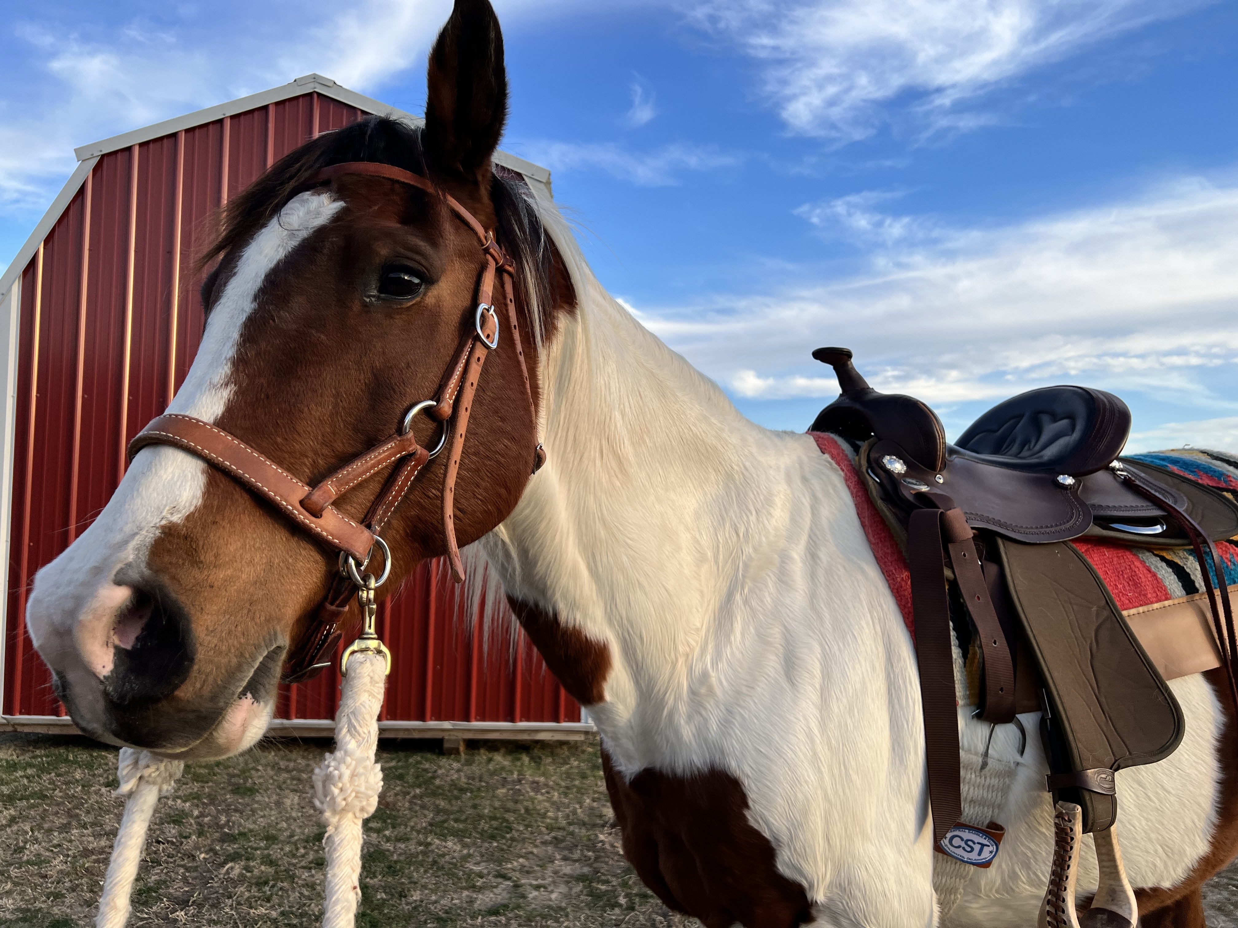 Normal Horse Activity – The Hermits' Rest