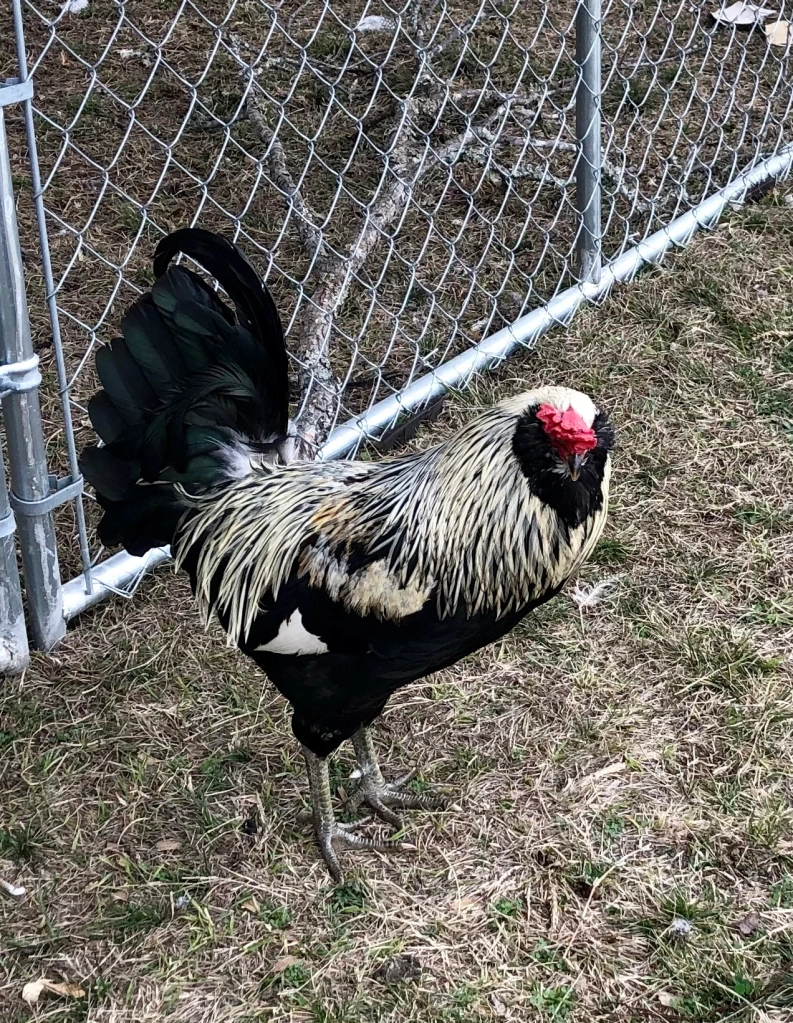 Honoring a Good Rooster – The Hermits' Rest