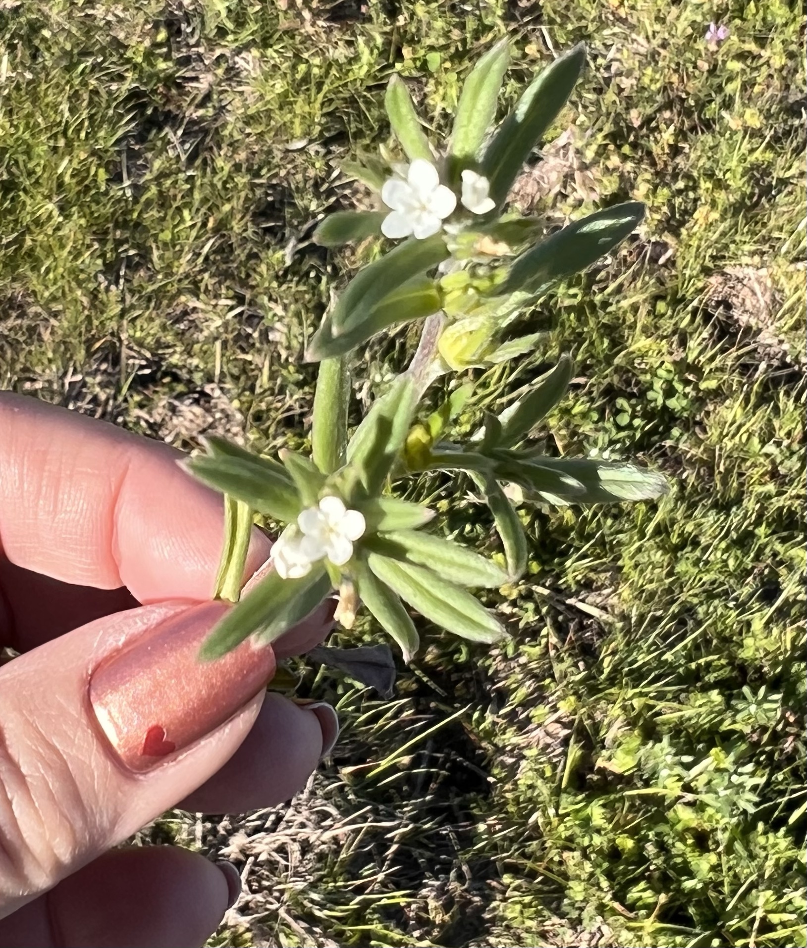 Welcome Routine – The Hermits' Rest