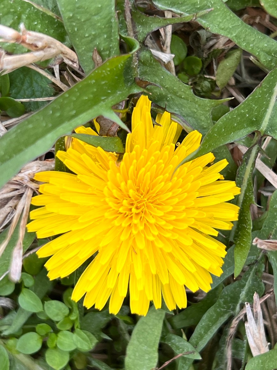 Happy False Spring – The Hermits' Rest