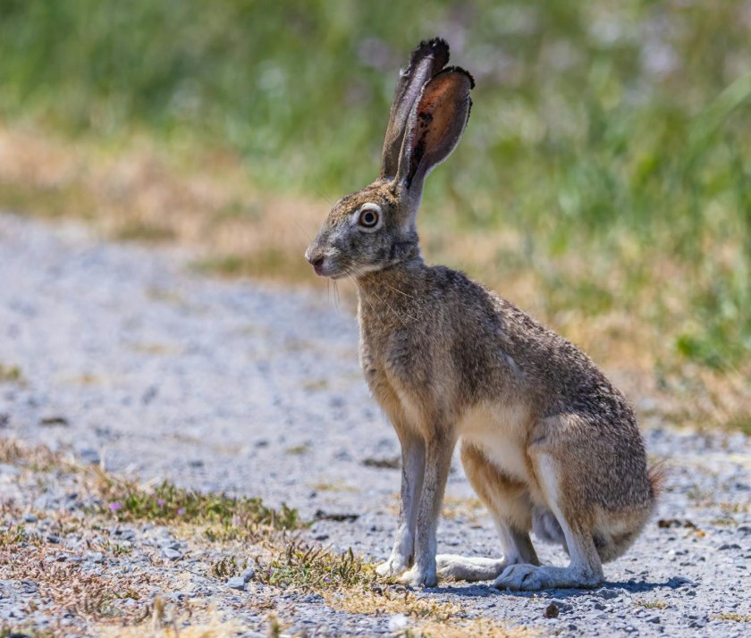 Book Report: The Hare – The Hermits' Rest